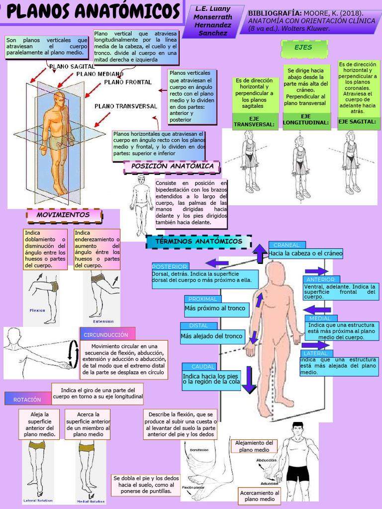 Movimientos y Planos Anatómicos | PDF | Términos anatómicos de ubicación