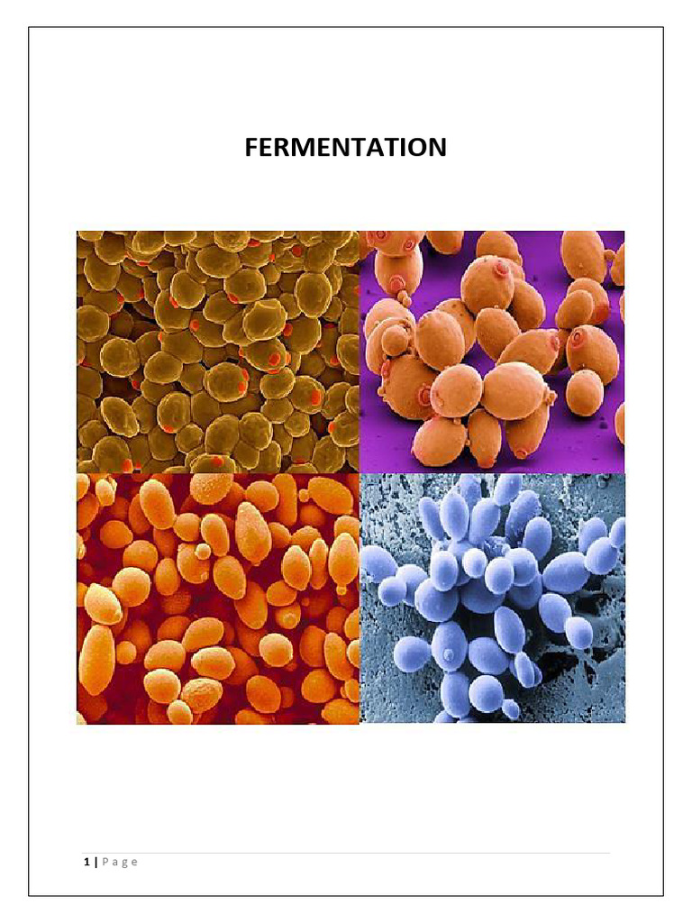 Fermentation Bio Project | PDF | Fungus | Yeast