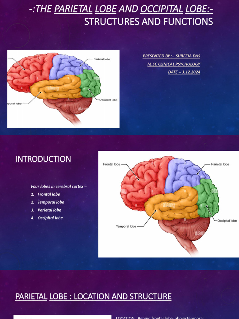 Presentation | PDF | Parietal Lobe | Occipital Lobe
