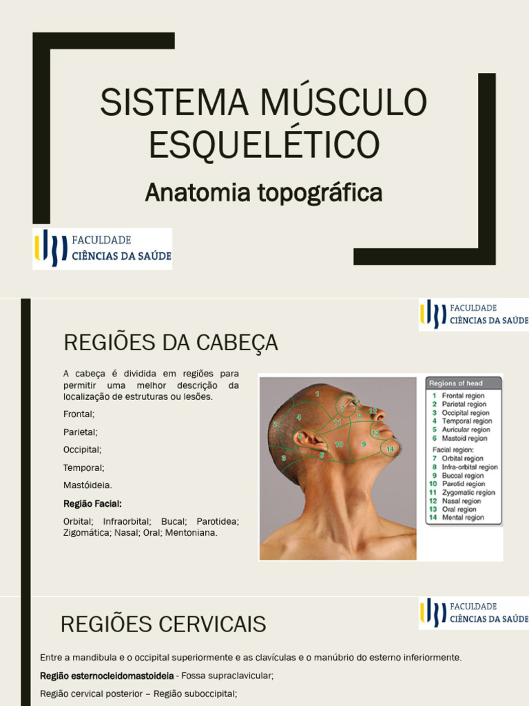 Anatomia do Buraco Lácero Craniano | PDF | Sistema Esquelético ...