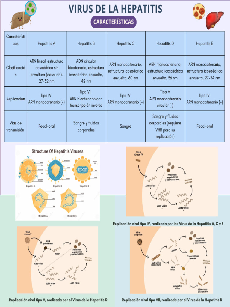 Características de Hepatitis Viral | PDF | Hepatitis | Hepatitis B
