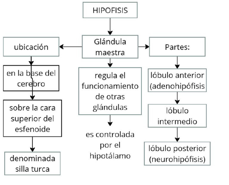 mapa conceptual sobre la hipófisis | PDF