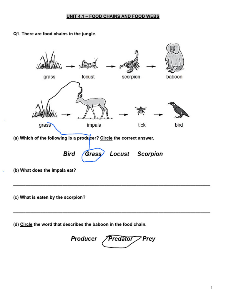 Chapter 4 Exam Review Sheet | PDF | Foods | Predation