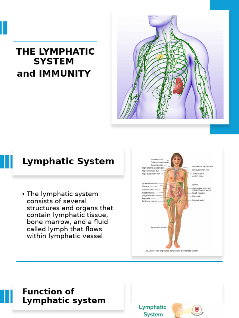 Lymphatic System | PDF | Lymphatic System | Lymph Node