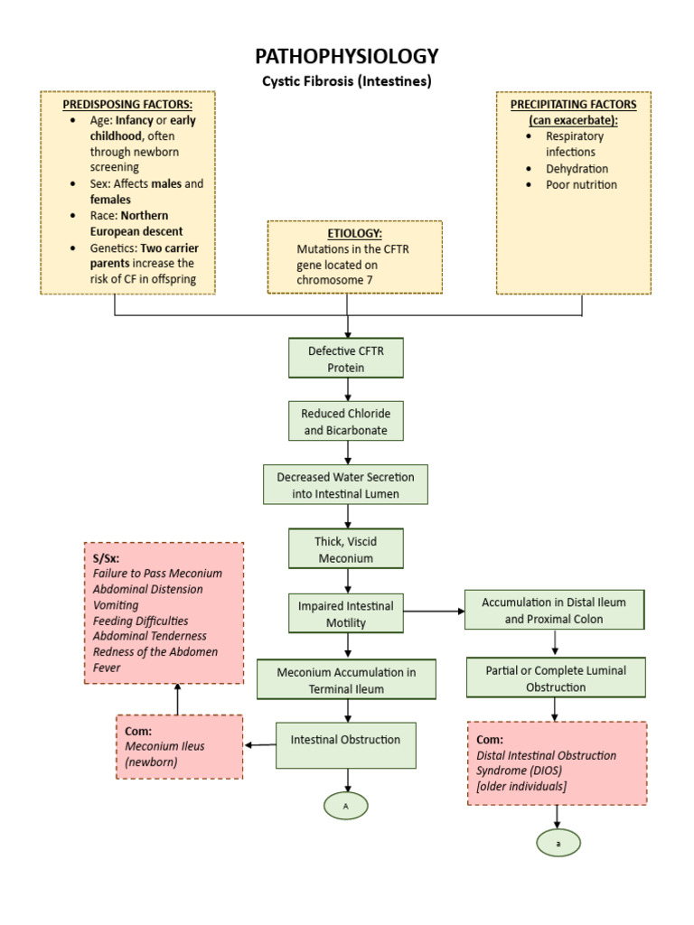 Patho - Cystic Fibrosis - Intestines - 4 | PDF | Diseases And Disorders ...