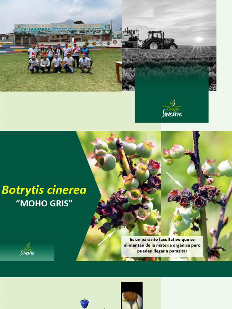 Botrytis Arándano Agi | PDF | Biología