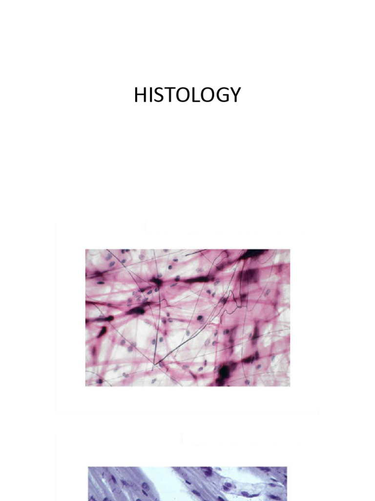 Histology (Tissues).pptx | PDF