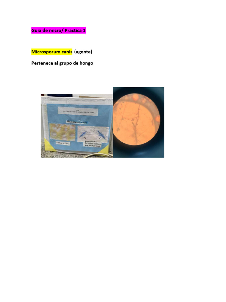 Guia de Micro Practica I | PDF | Micología | Enfermedades y trastornos