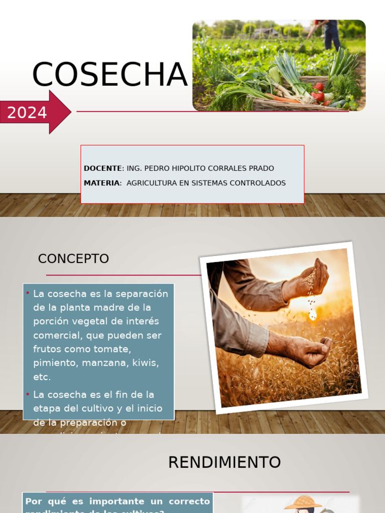 Cosecha y Rendimiento en Agricultura | PDF | Cosecha | Agricultura