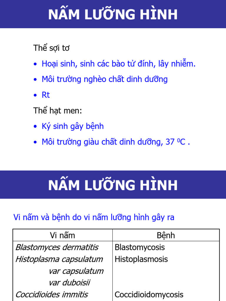 Nam Luong Hinh Nam Moc Va Cac Noi Dung Mo Rong | PDF