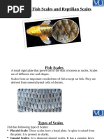 Anatomy and Types of Snake Scales | PDF | Snake | Zoology