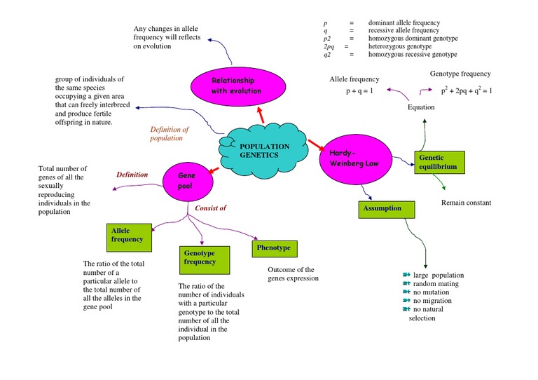 Population Genetics Overview and Equations | PDF | Science & Mathematics