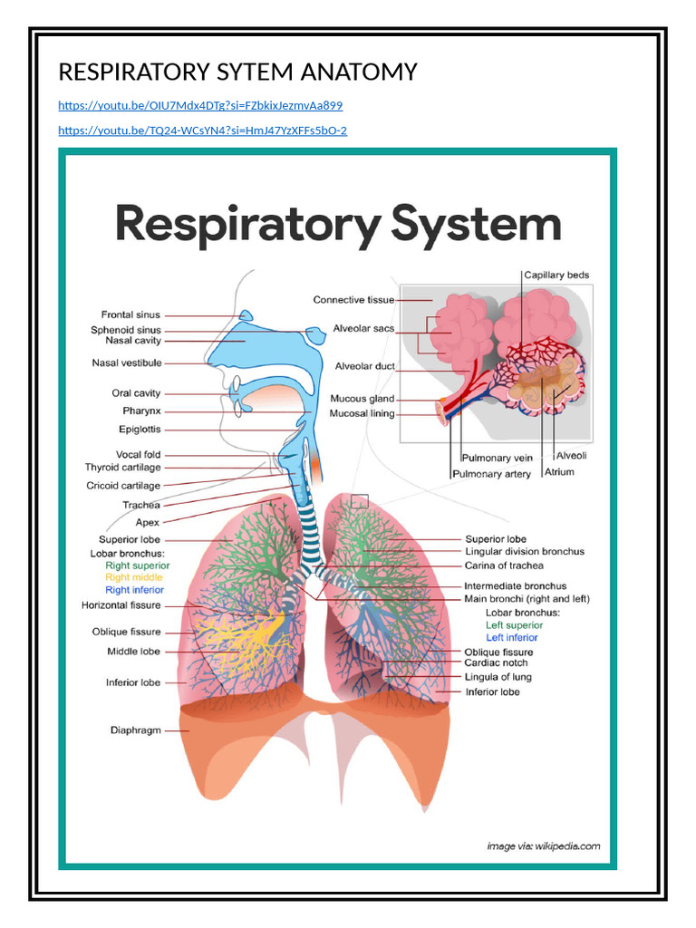 Respiratory System Anatomy Overview | PDF | Human Nose | Lung
