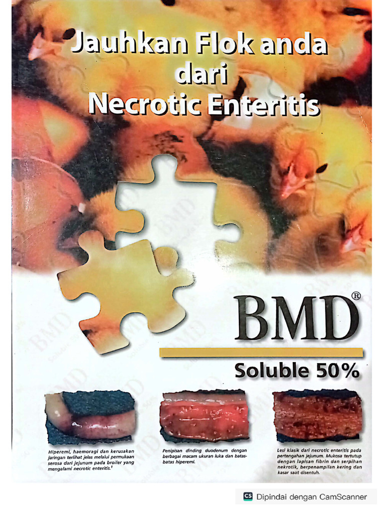 BMD 50% WS | PDF