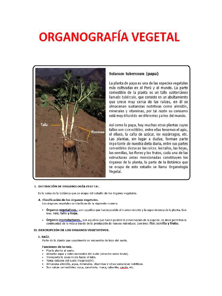 Organograf%c3%8da+Vegetal | PDF