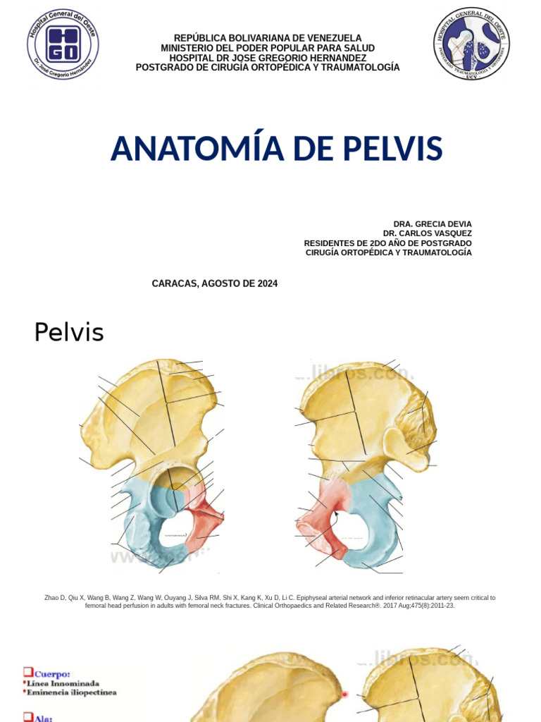 Anatomia De Pelvis Definitivo Pdf Hip Lower Limb Anatomy