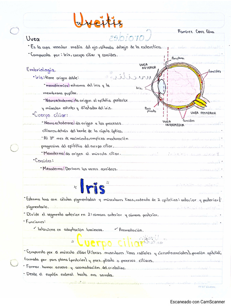 Uveitis Edna | PDF