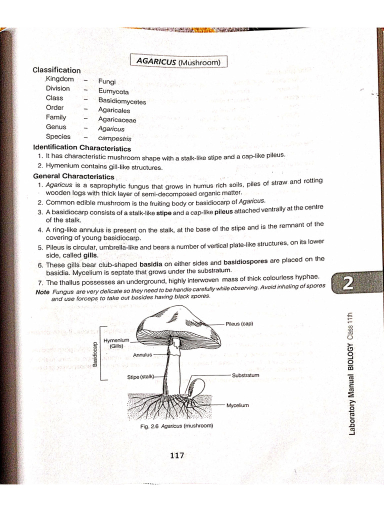 Class XI Bio Practical | PDF