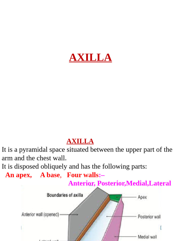 Anatomy and Clinical Aspects of Axilla | PDF | Arm | Musculoskeletal System
