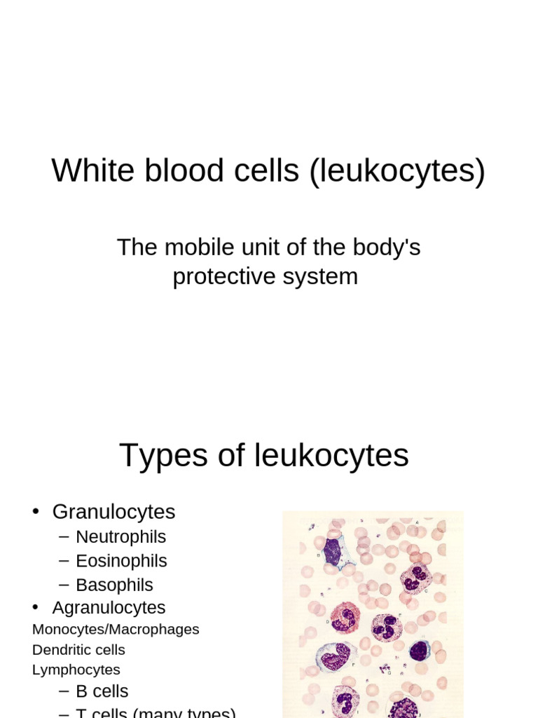 Types and Functions of White Blood Cells | PDF