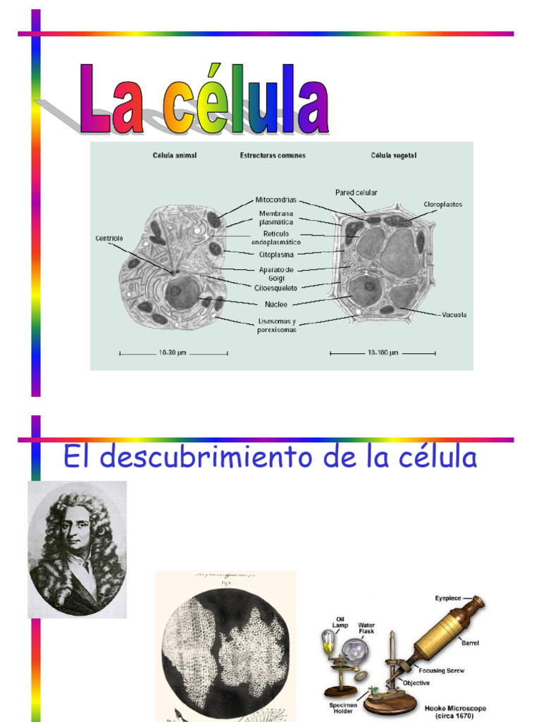 Teoría Celular y Tipos de Células | PDF | Biología Celular) | Citoplasma