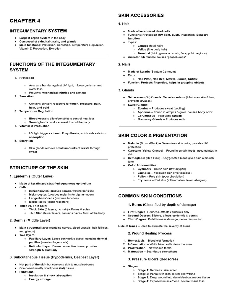 H.a.-Chap-4 Integumentary System | PDF | Skin | Epidermis
