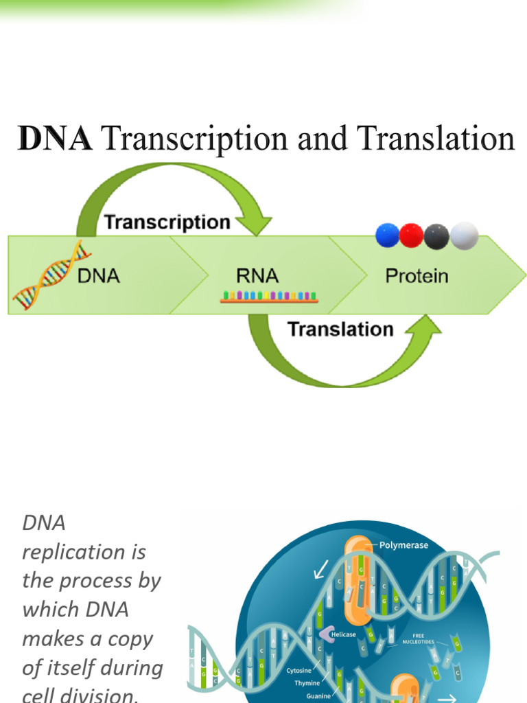 Transcription and Translation | PDF | Translation (Biology) | Messenger Rna