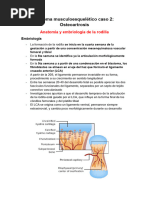 Anatomía de la Rótula y su Función | PDF | Rodilla | Articulación