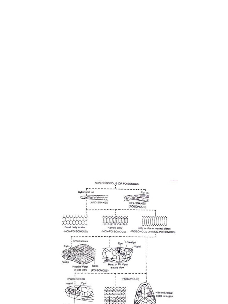 Snake Biting Mechanism | PDF | Venom | Snake