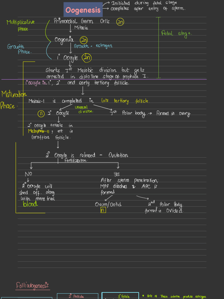 Oogenesis | PDF | Mammal Reproductive System | Animal Female ...
