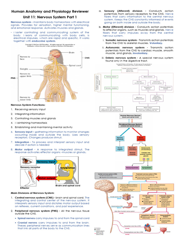 Nervous System Transes Updated Version | PDF | Axon | Myelin