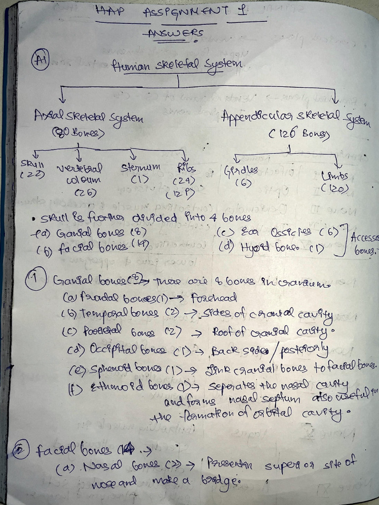 HAP ASSIGNMENT 1 - Skeletal System | PDF