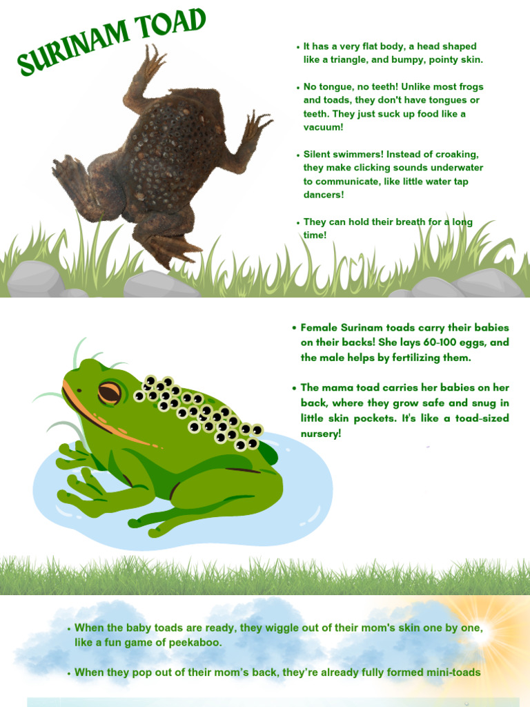 Surinam Toad | PDF