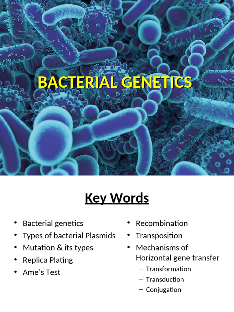 Bacterial Genetics (2) | PDF | Plasmid | Dna