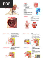 Anatomie et Fonction de la Langue | PDF | Langue | Anatomie humaine