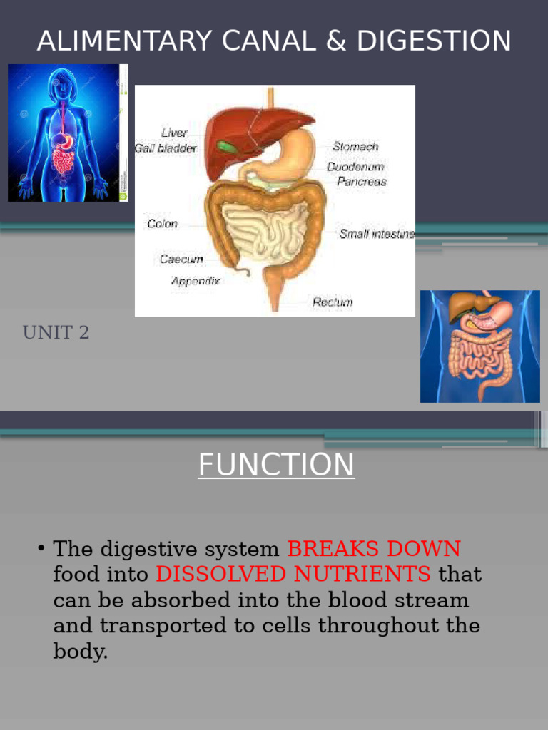 Types of Digestion Explained | PDF | Digestion | Gastrointestinal Tract