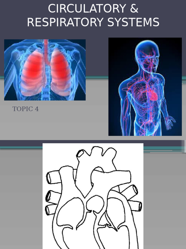 Topic 4-Circulatory & Respiratory Systems | PDF | Circulatory System ...