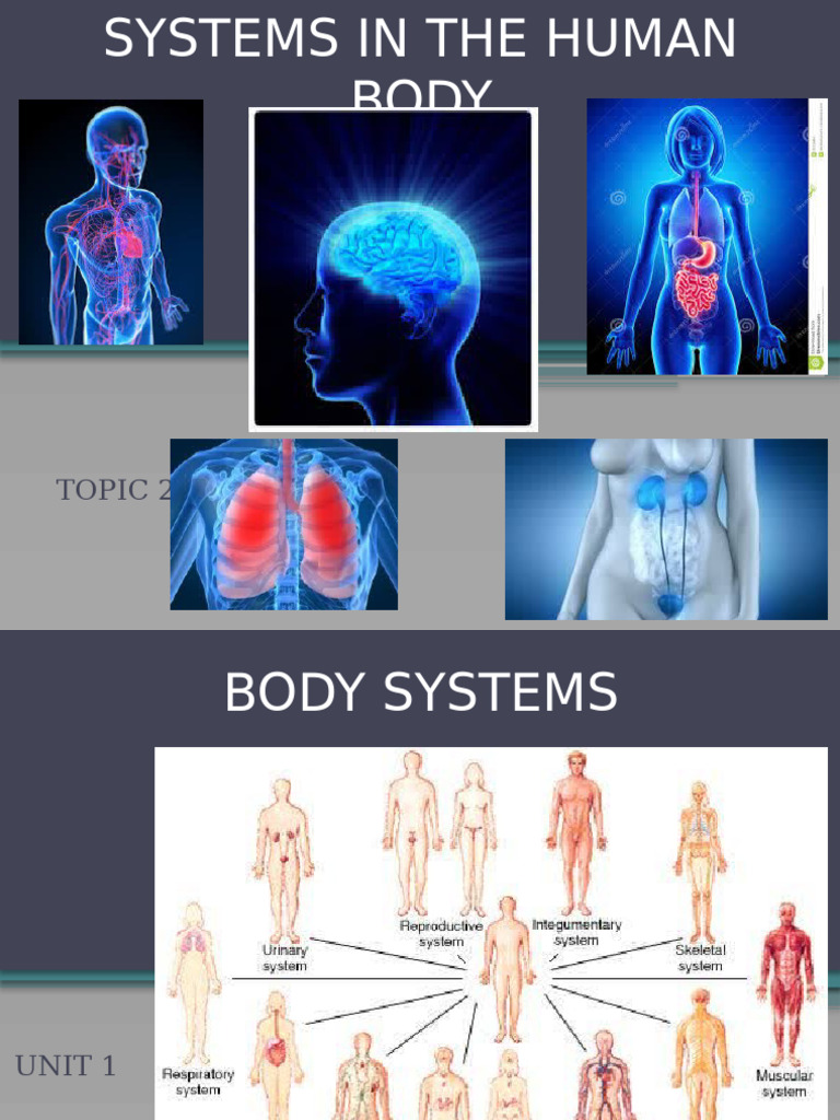 Topic 2-Systems in The Human Body | PDF | Digestion | Blood Vessel