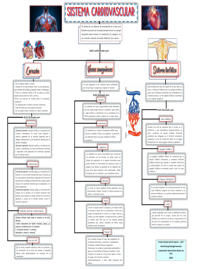Mapa Sistema Cardiovascular PDF (1) | PDF