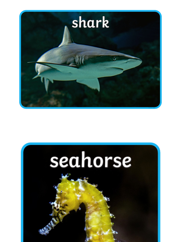 T T 438 Sea Creatures Display Photographs Under The Sea Ver 5 | PDF