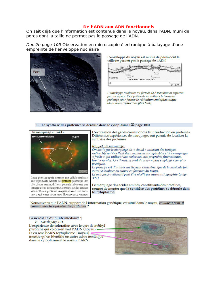 Synthèse et maturation de l'ARN | PDF | Répertoire national des ...