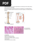 Histología Del Hueso PDF | PDF | Hueso | Sistema esquelético