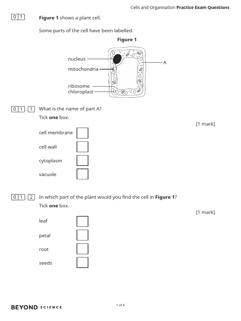 Plant and Animal Cell Exam Questions | PDF | Cell (Biology) | Skeleton