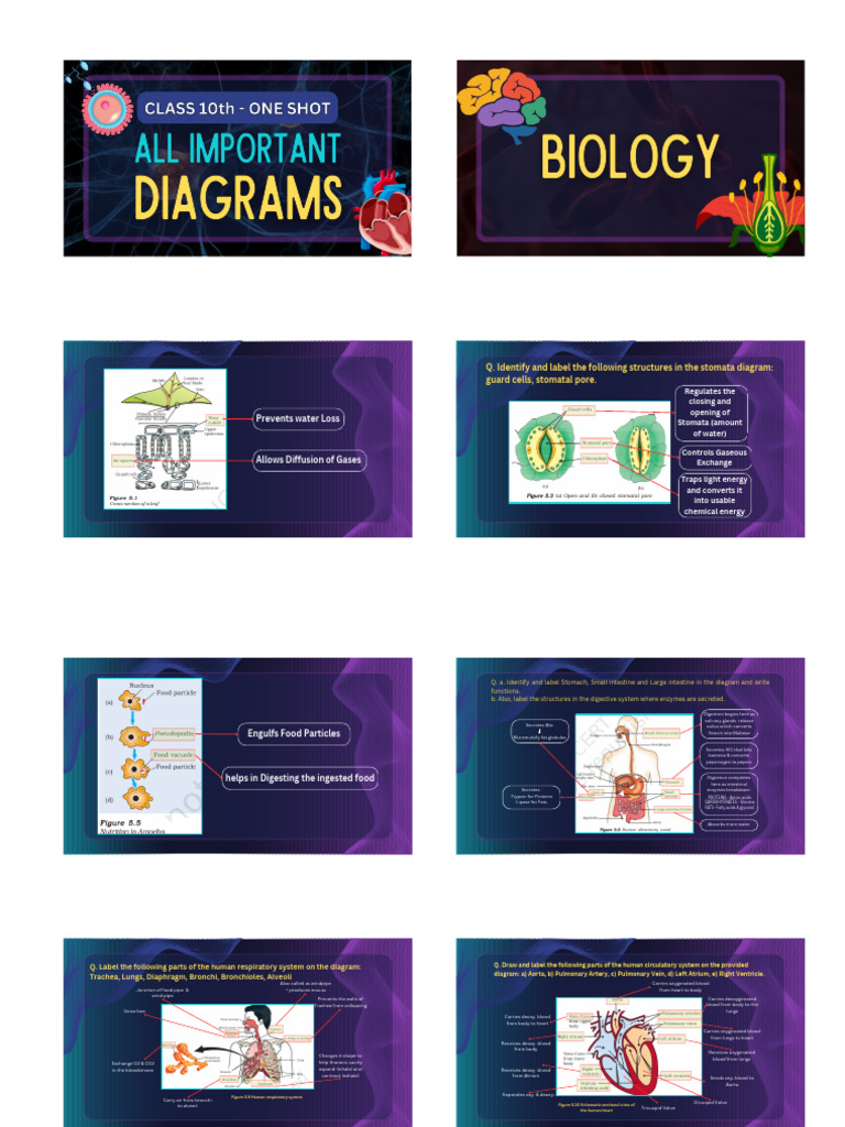 Human Anatomy and Physiology Diagrams | PDF | Lung | Digestion