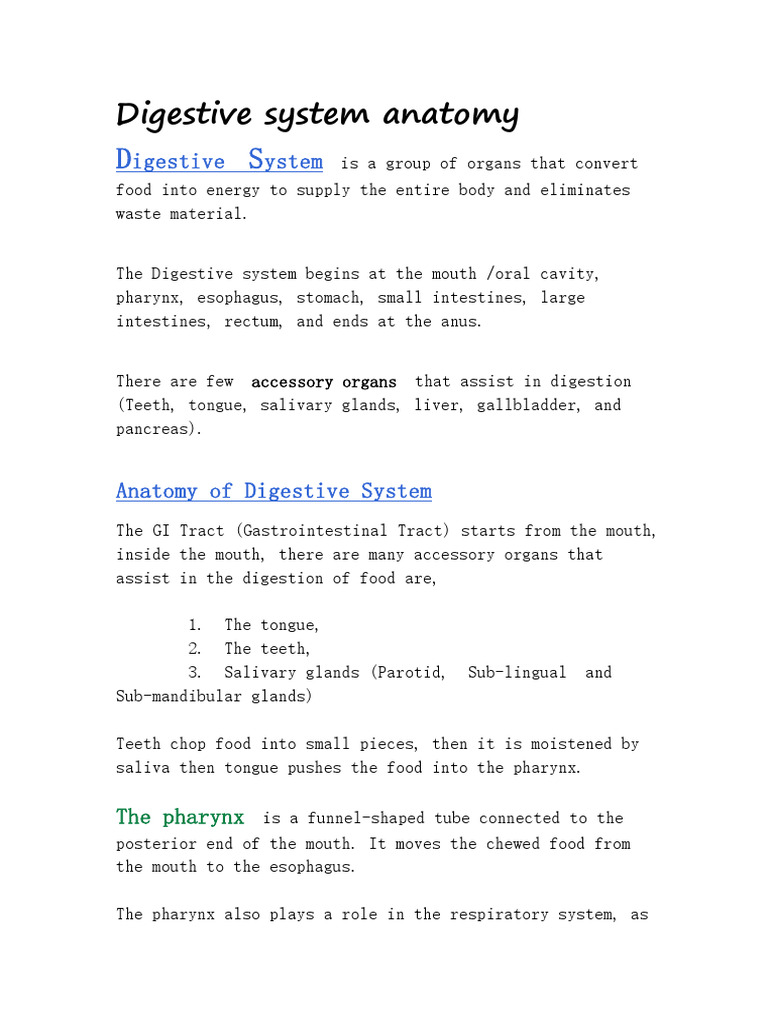 Digestive System Anatomy | PDF | Gastrointestinal Tract | Small Intestine