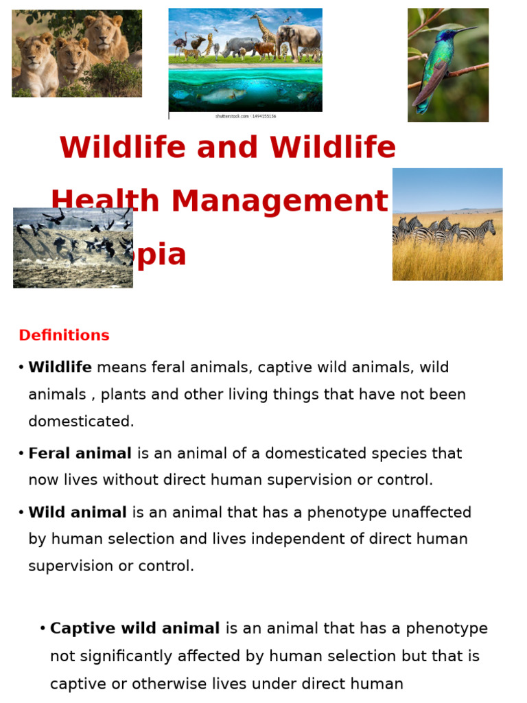 Wildlife Health Management in Ethiopia | PDF | Infection | Wildlife