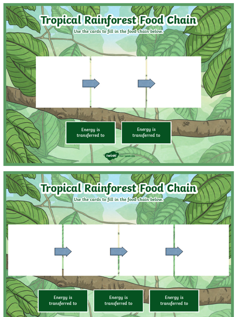 t-sc-1692697323-tropical-rainforest-food-chain-sorting-activity_ver_1 | PDF