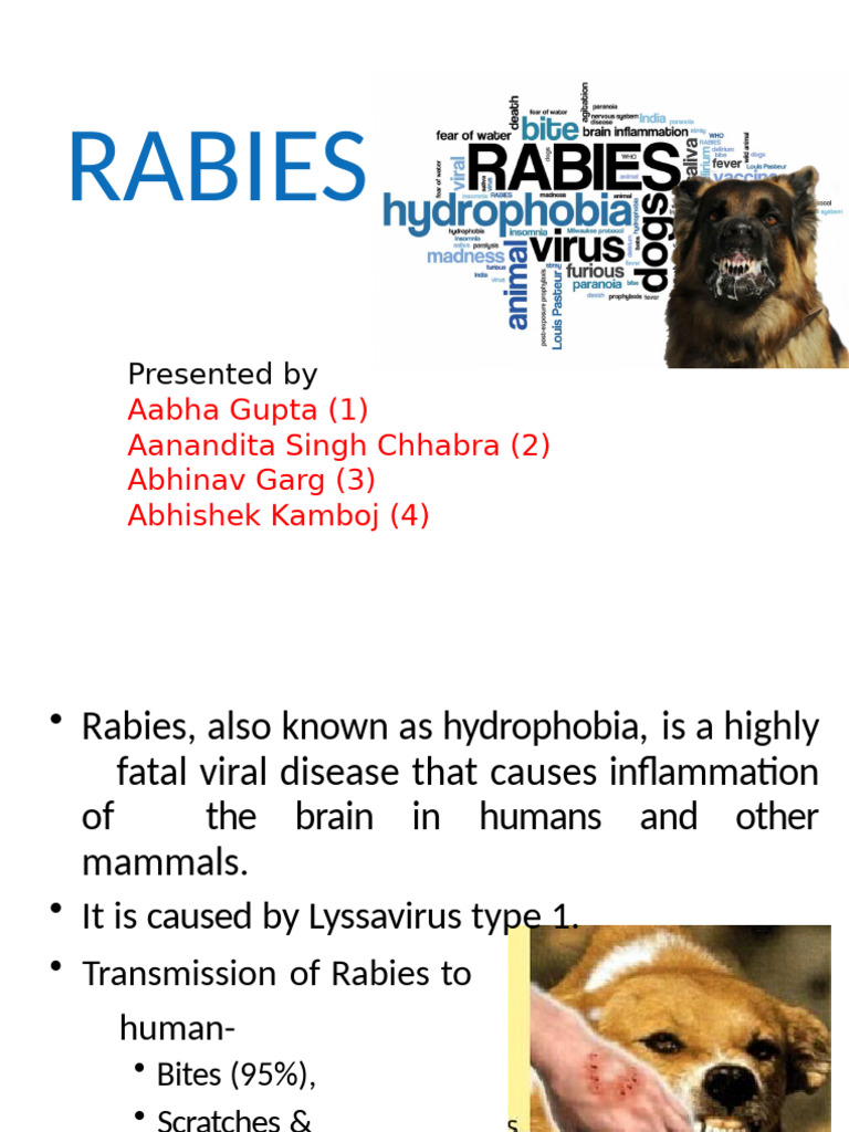 Roll No. (1-4) Rabies PPT New | PDF | Rabies | Diseases And Disorders