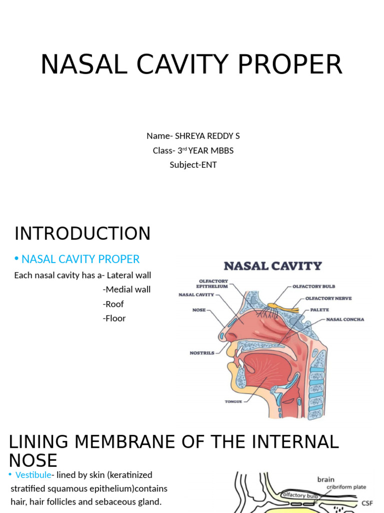 Nasal Cavity Proper | PDF | Human Nose | Primate Anatomy