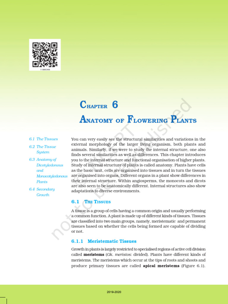 Flower Anatomy Old Ncert | PDF | Plant Stem | Tissue (Biology)